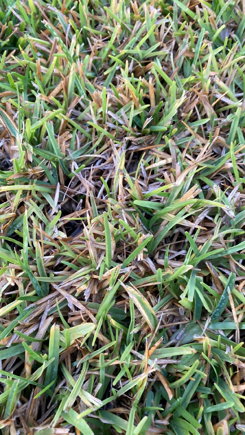 How to Treat Leaf blight Disease on Buffalo grass?