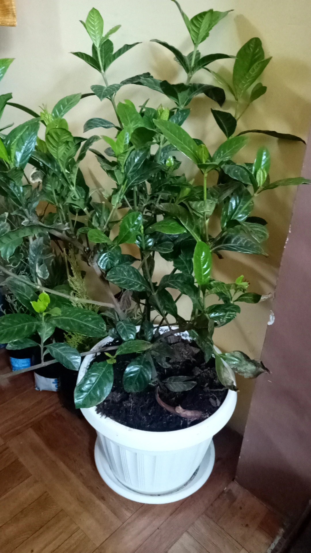 How to Treat Leaf rot Disease on Cape jasmine?