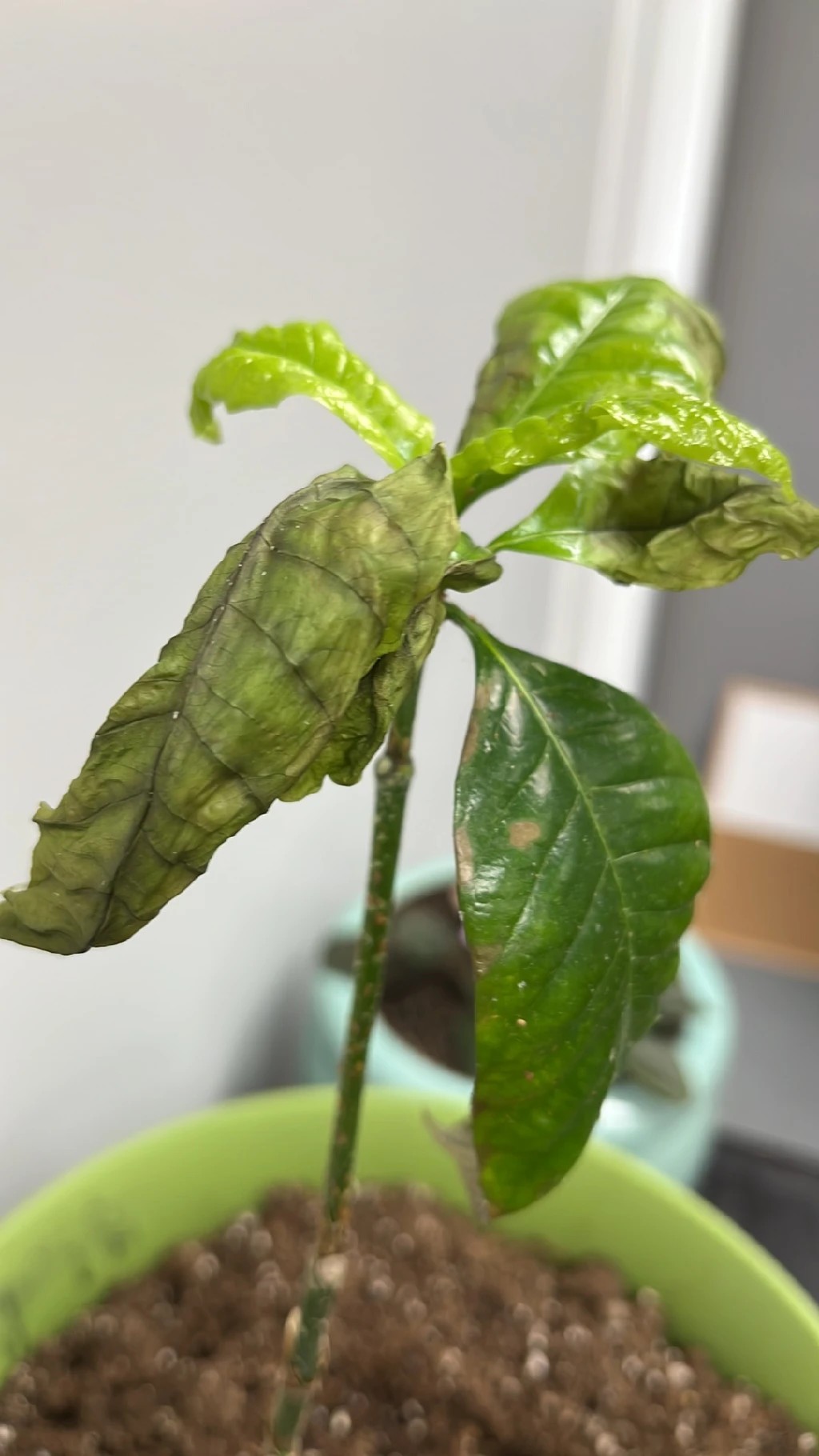 How to Treat Leaf rot Disease on Cape jasmine?