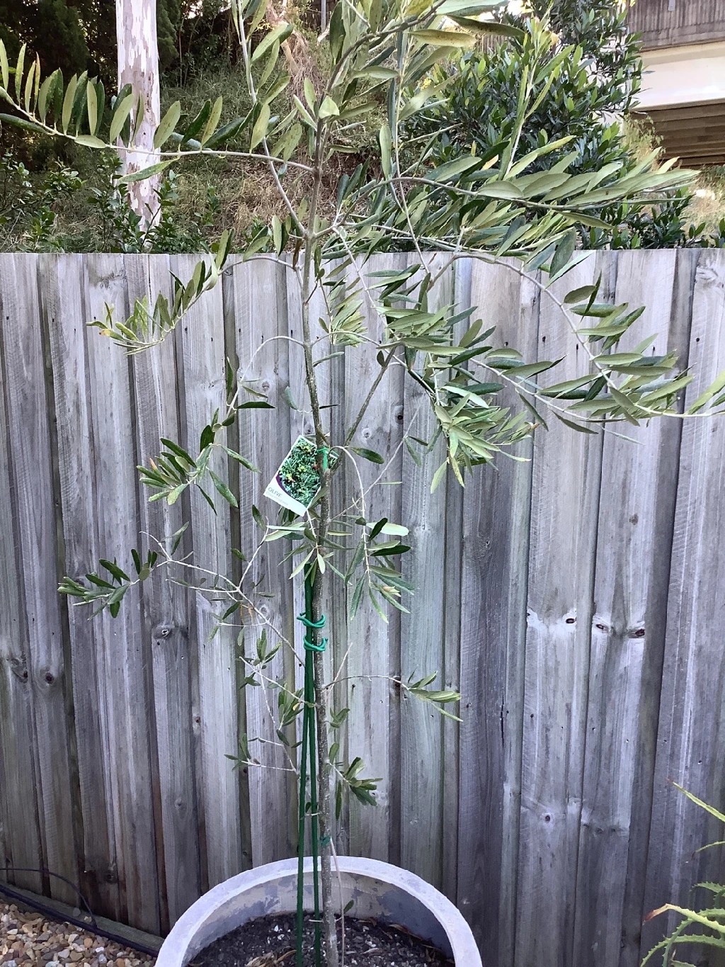 How to Treat Wilting Disease on Olive?