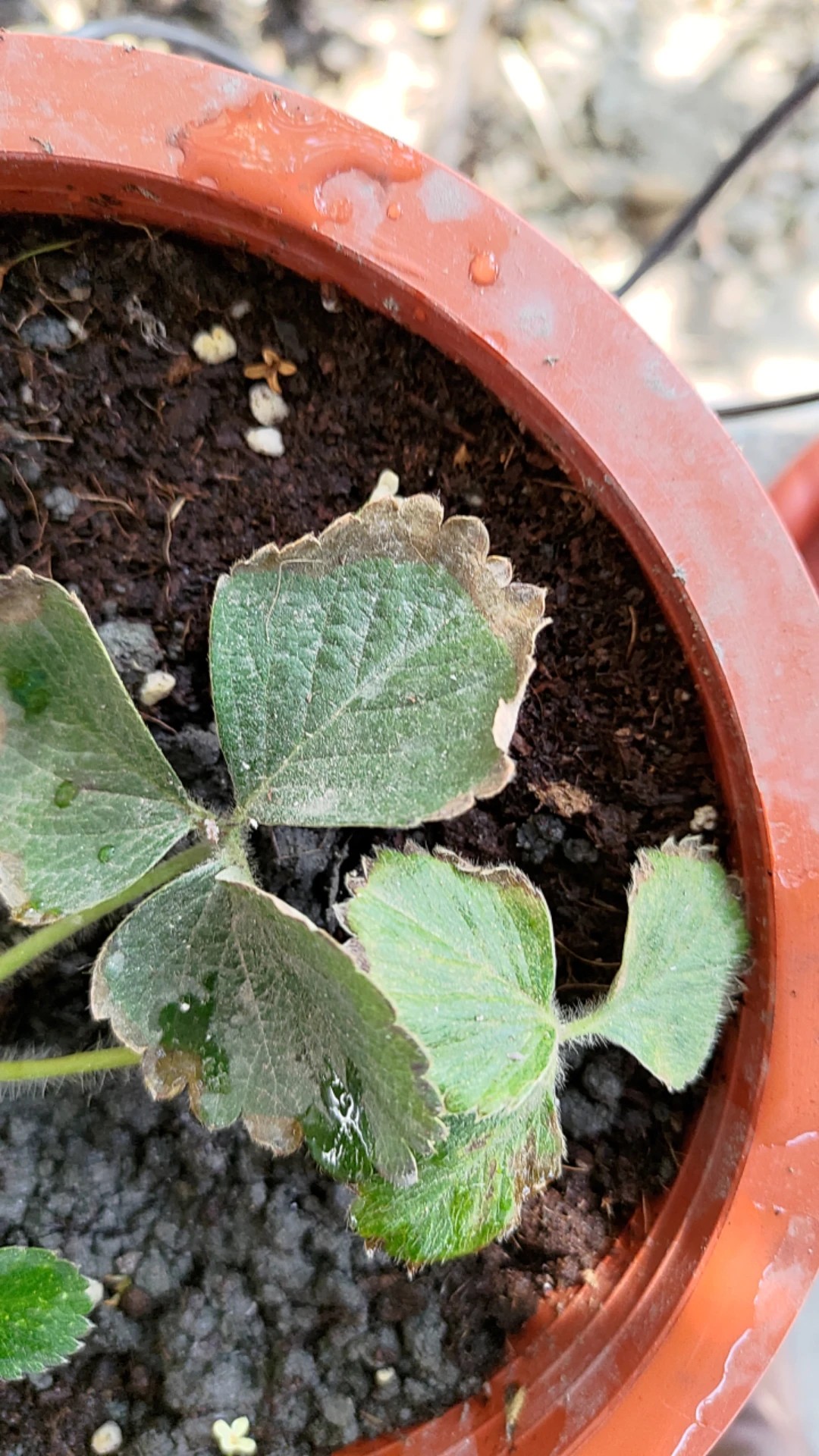 How to Treat Leaf blight Disease on Strawberry?