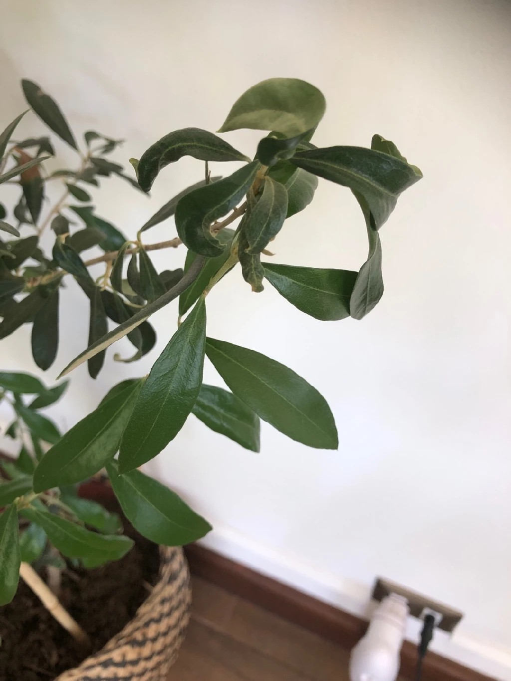 How to Treat Wilting Disease on Olive?