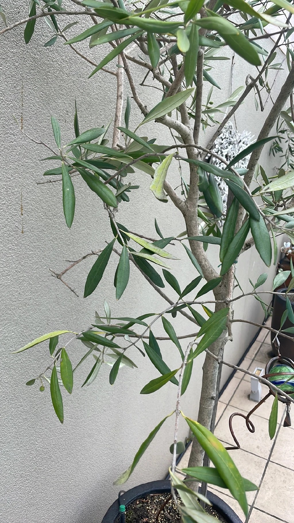 How to Treat Wilting Disease on Olive?