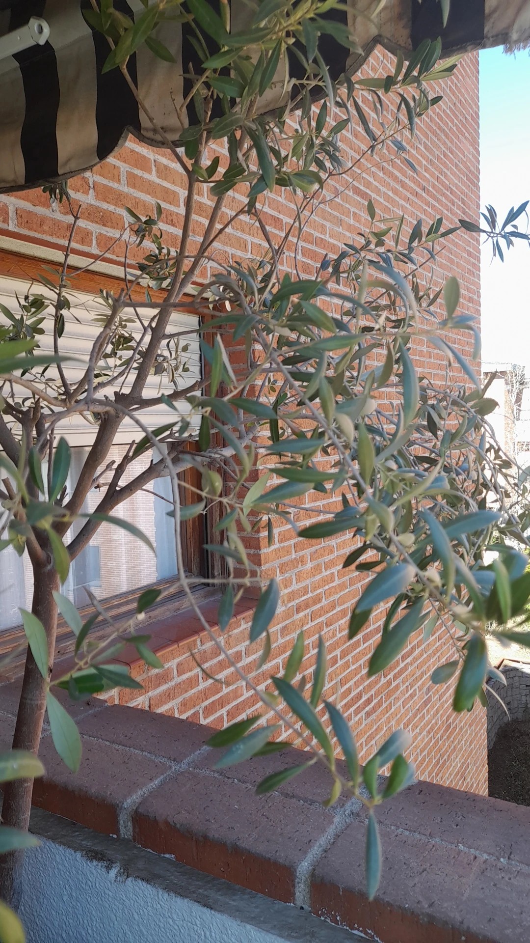 How to Treat Wilting Disease on Olive?