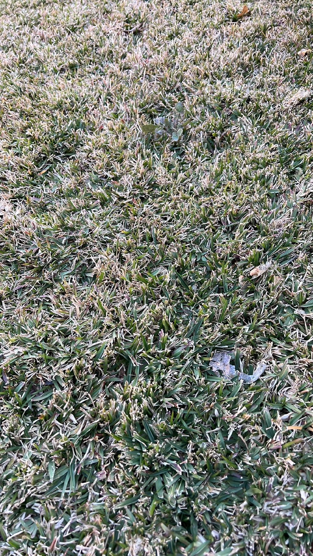 How to Treat Leaf blight Disease on Buffalo grass?