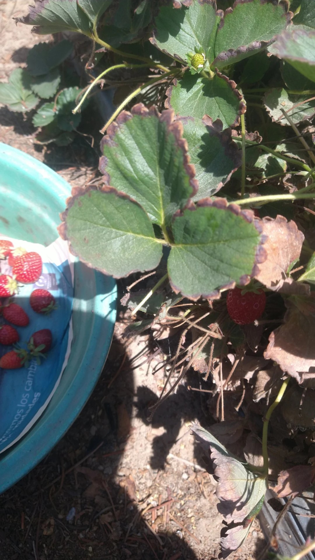 How to Treat Leaf blight Disease on Strawberry?