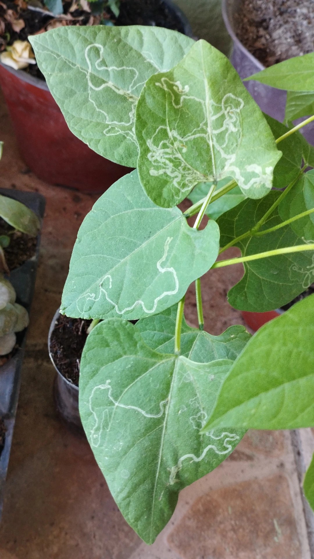 Plantas De Frijol Que Crecen Lateralmente EL CULTIVO DEL FRIJOL