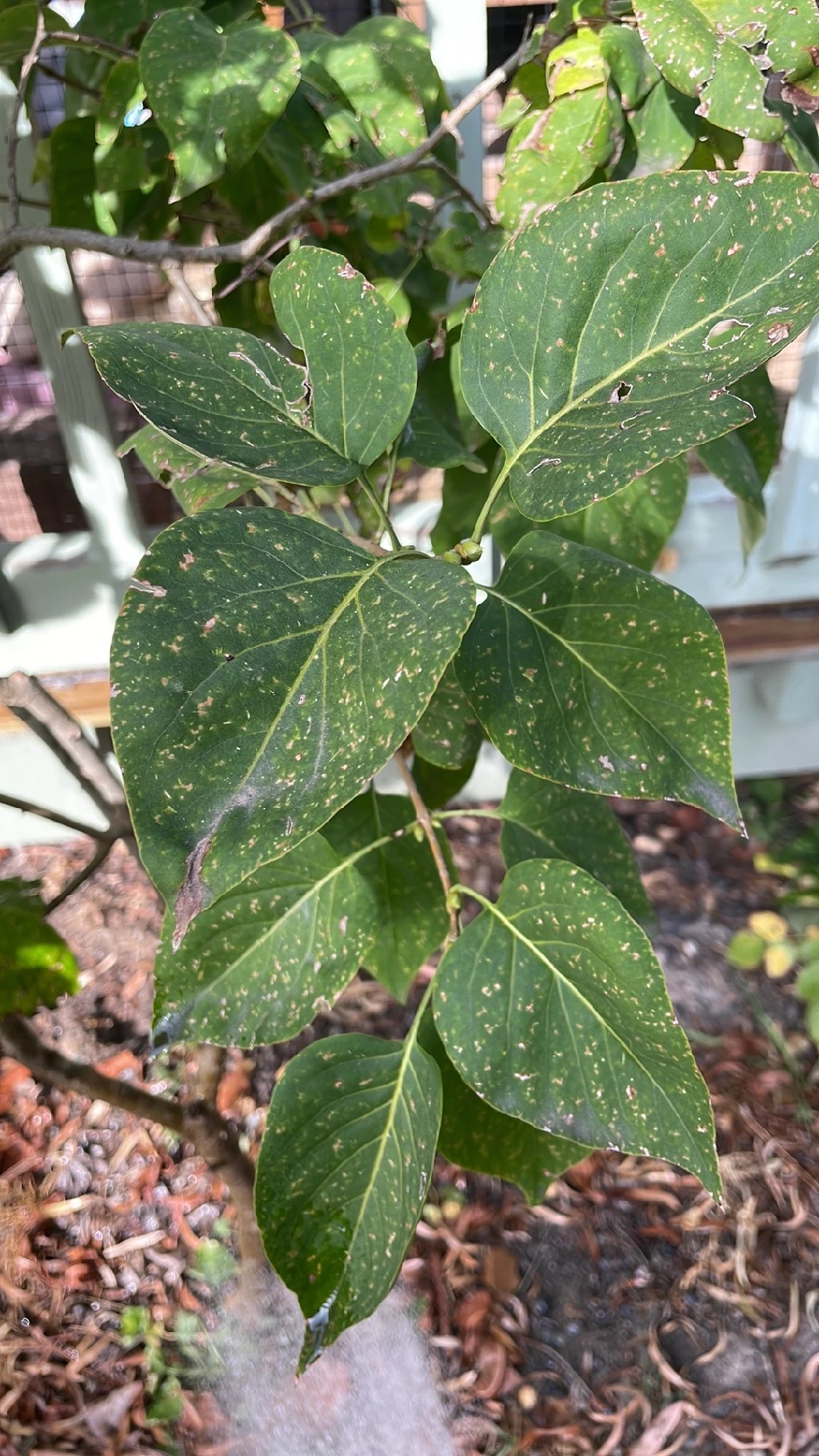 How to Treat Brown blotch Disease on Common lilac?