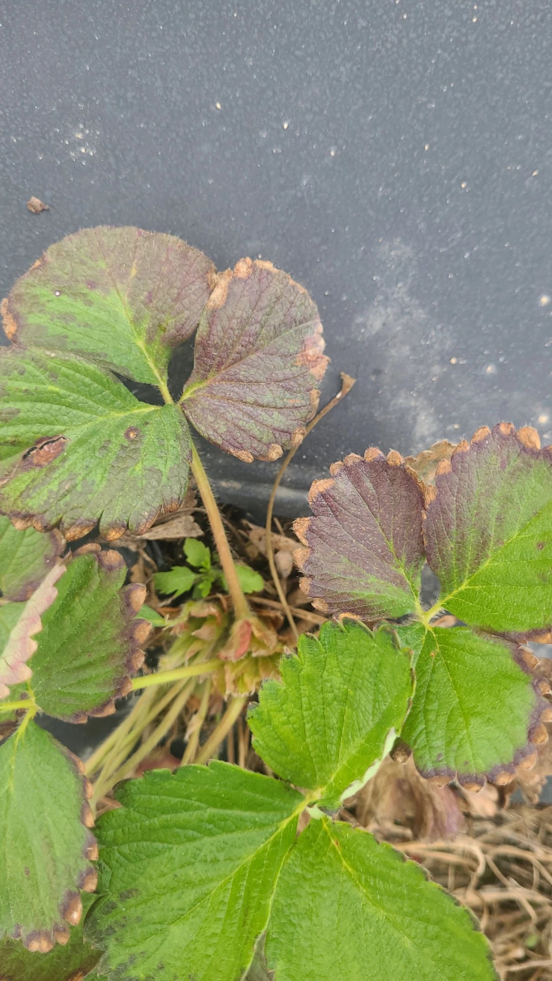 How to Treat Leaf blight Disease on Strawberry?