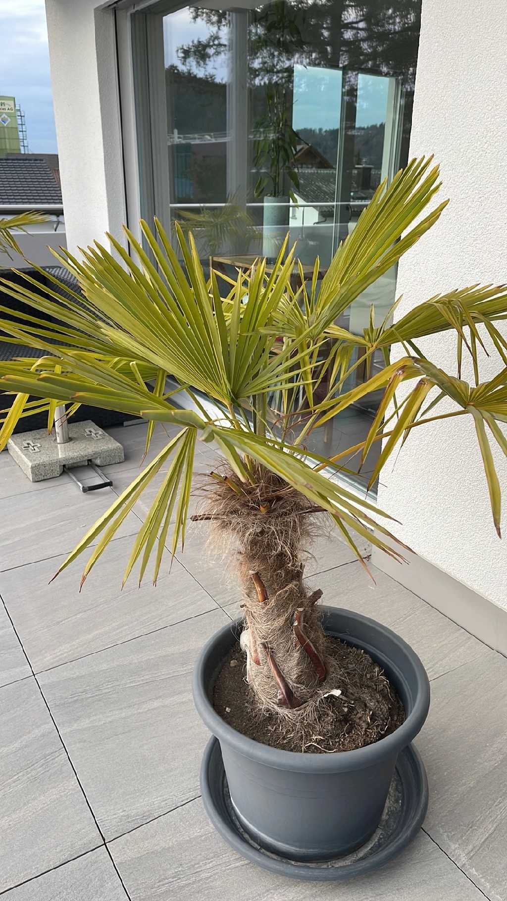 How to Treat Leaf blight Disease on Windmill palm?