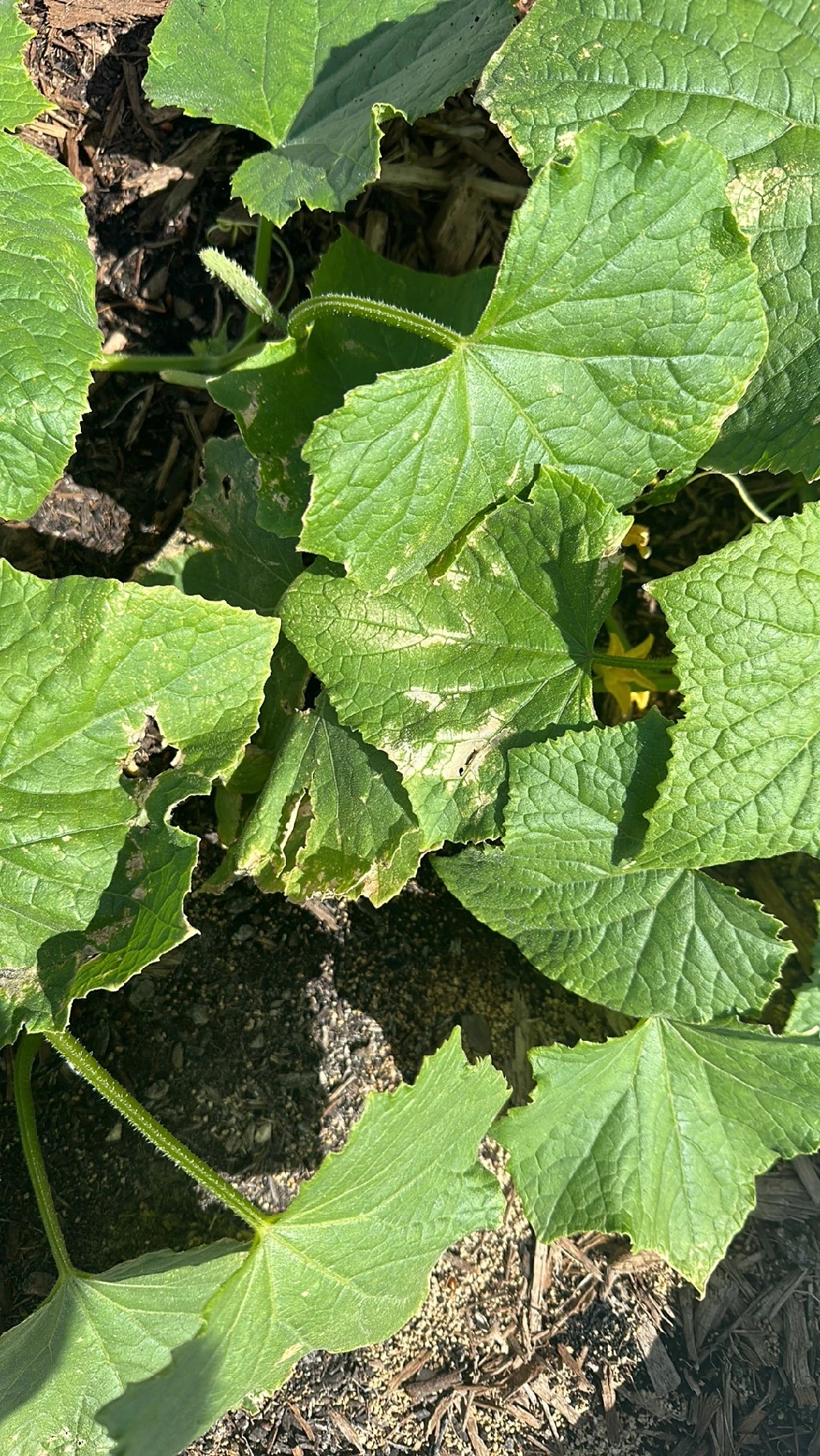 How to Treat Caterpillars Disease on Cucumber?