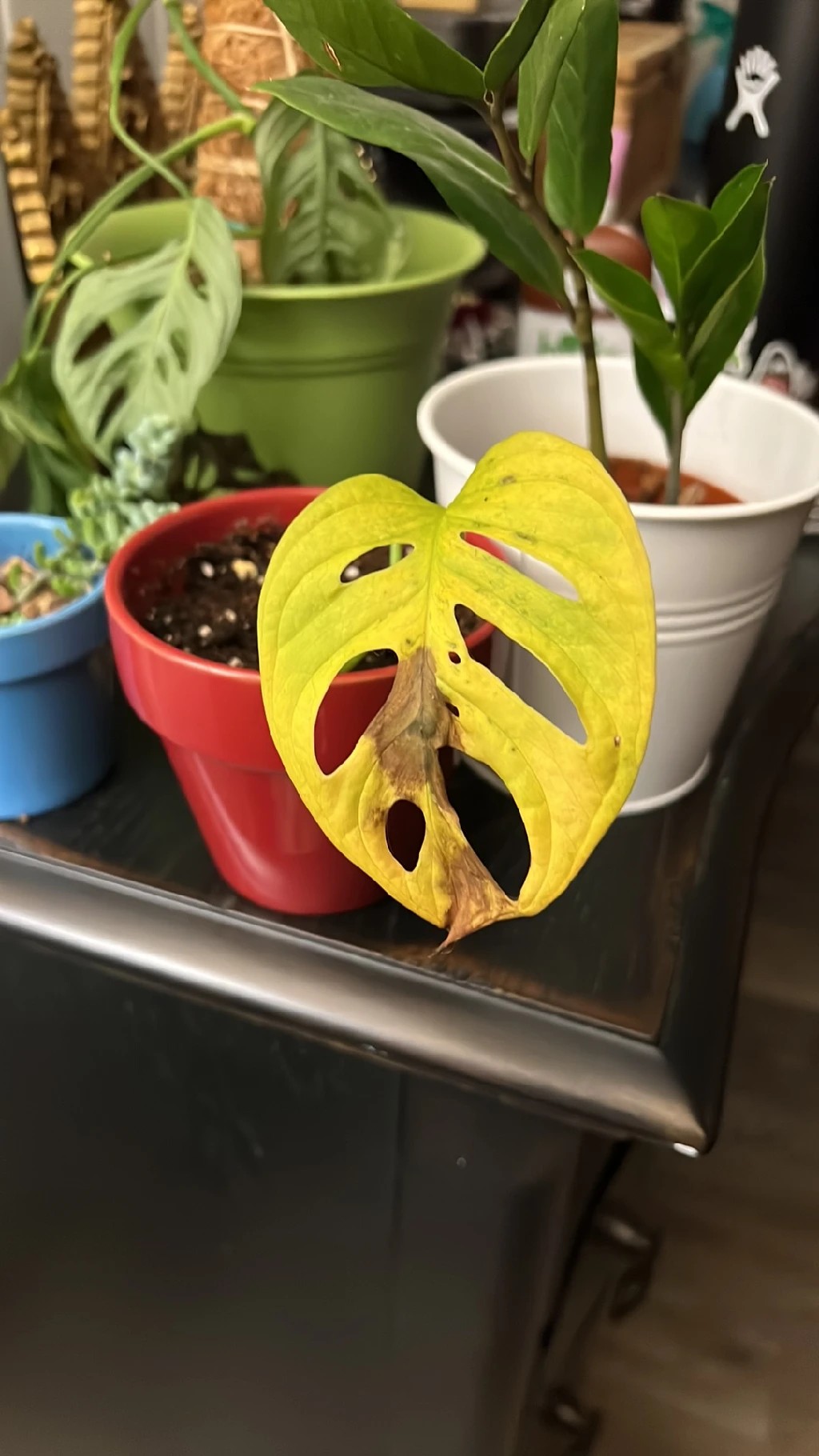 How to Treat Thrips Disease on Monstera obliqua?