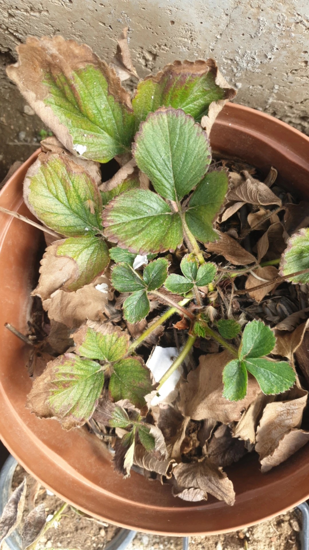 How to Treat Leaf blight Disease on Strawberry?