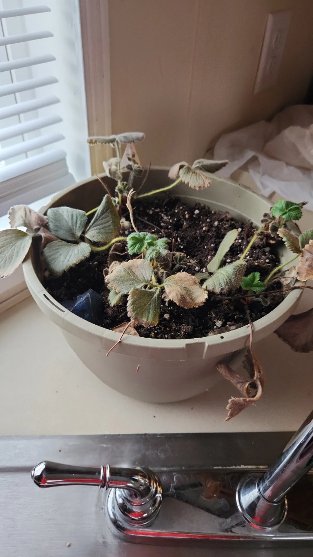 How to Treat Leaf blight Disease on Strawberry?