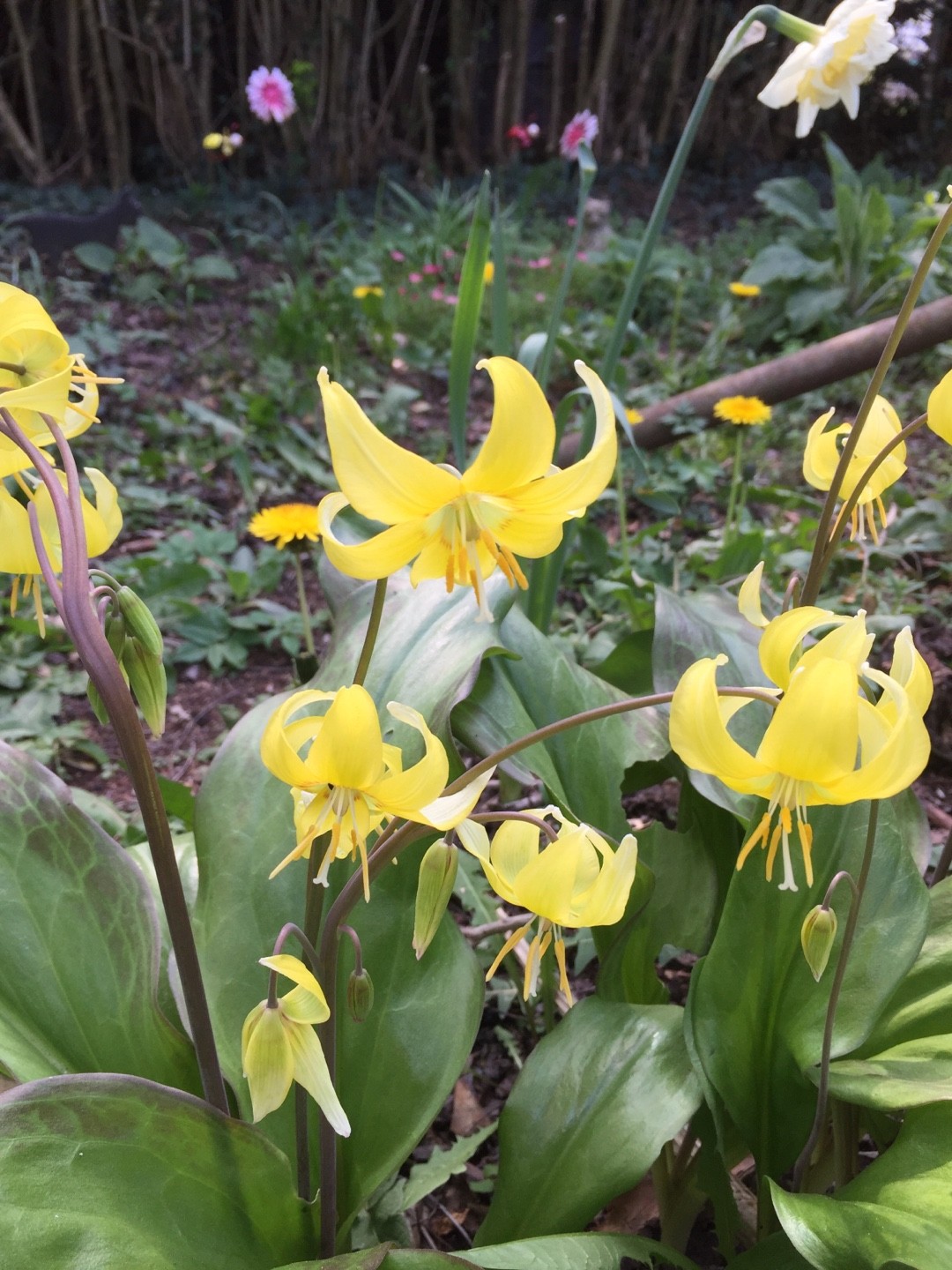 Erythronium - PictureThis