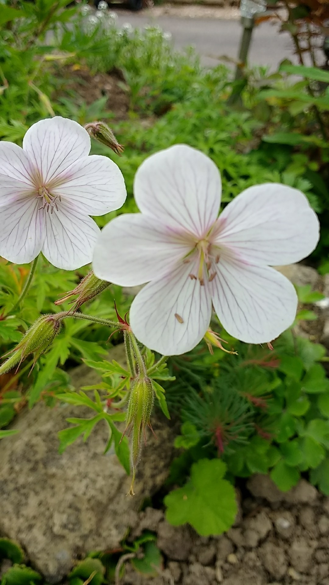 Geranium (Geranium) - PictureThis