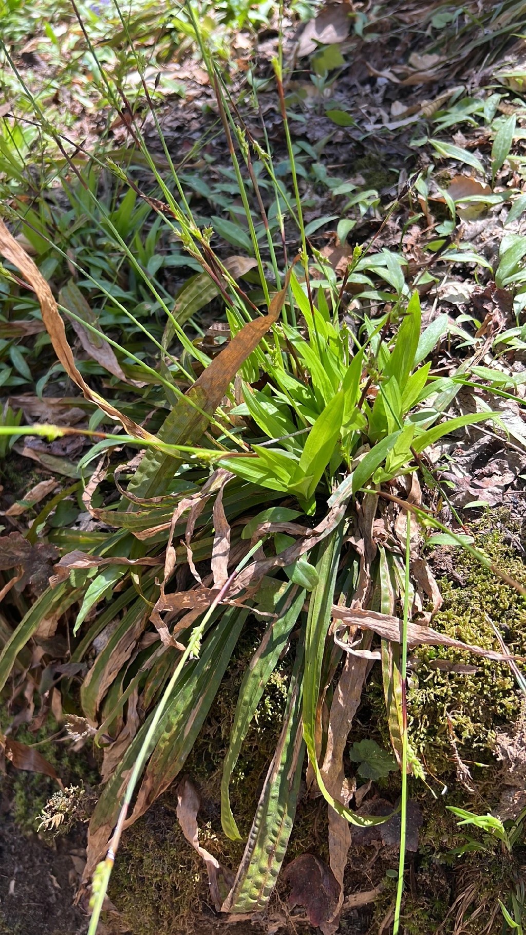 Carex plantaginea 照顧，種植，繁殖，開花時間 - PictureThis