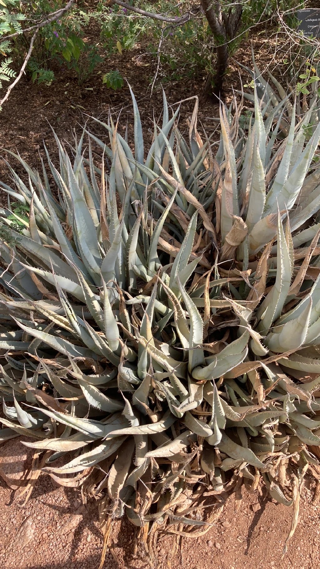 Agave deserti - PictureThis