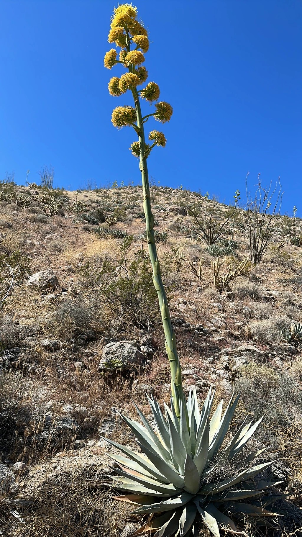 Agave deserti - PictureThis