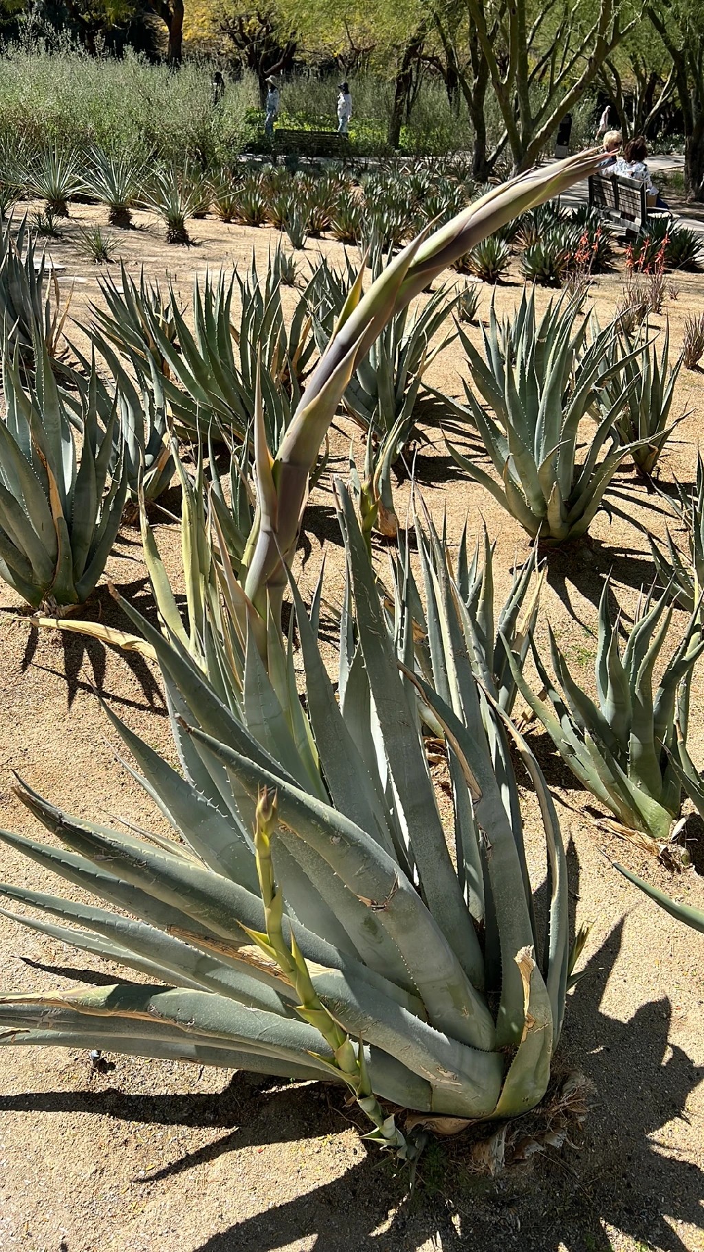Agave deserti - PictureThis