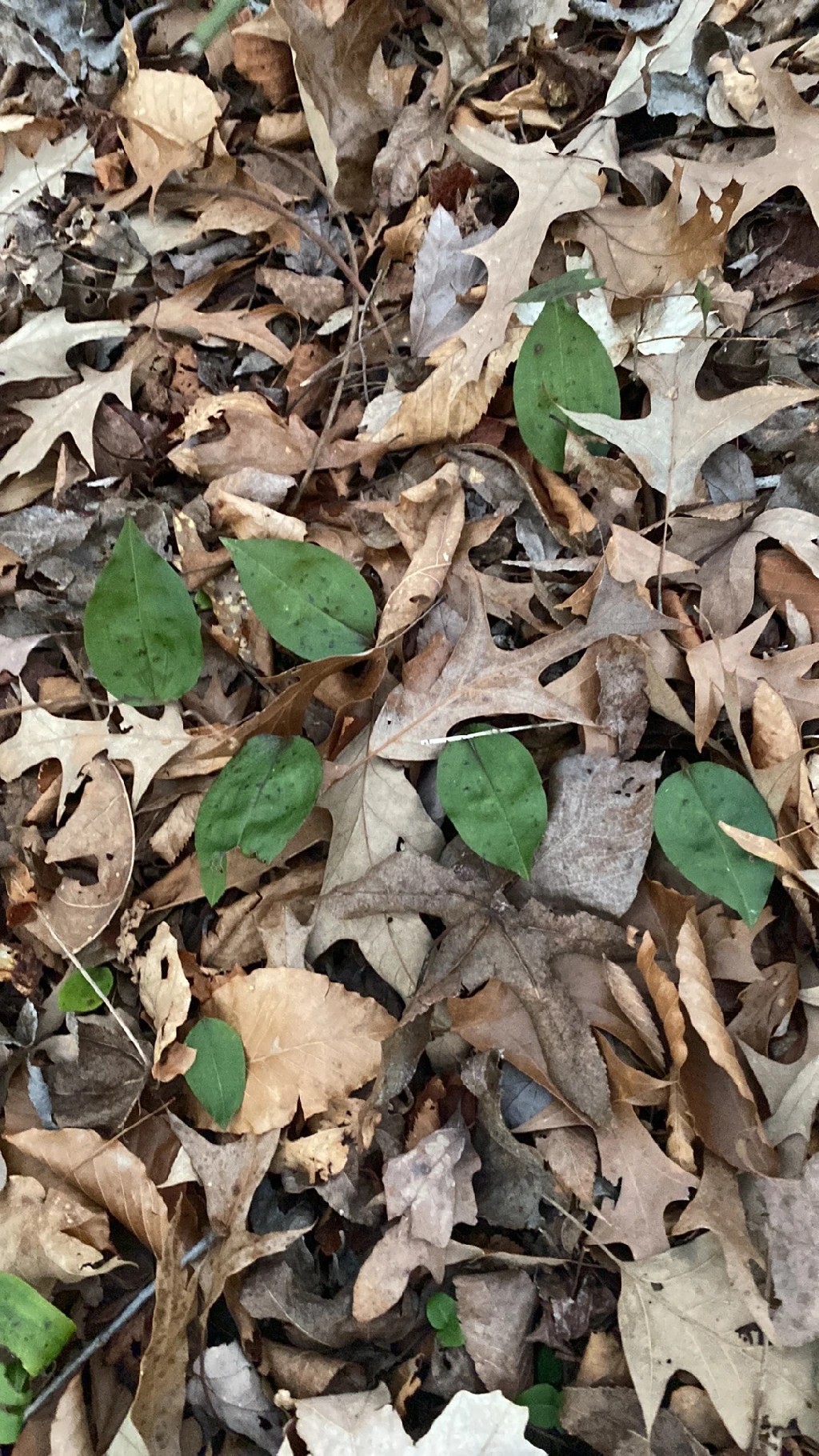Crippled Cranefly (Tipularia discolor) Flower, Leaf, Care, Uses ...