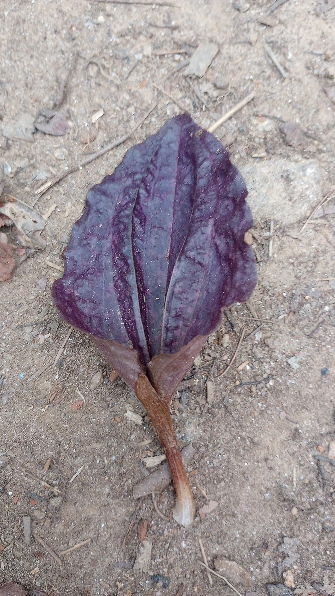 Crippled Cranefly (Tipularia discolor) Flower, Leaf, Care, Uses ...