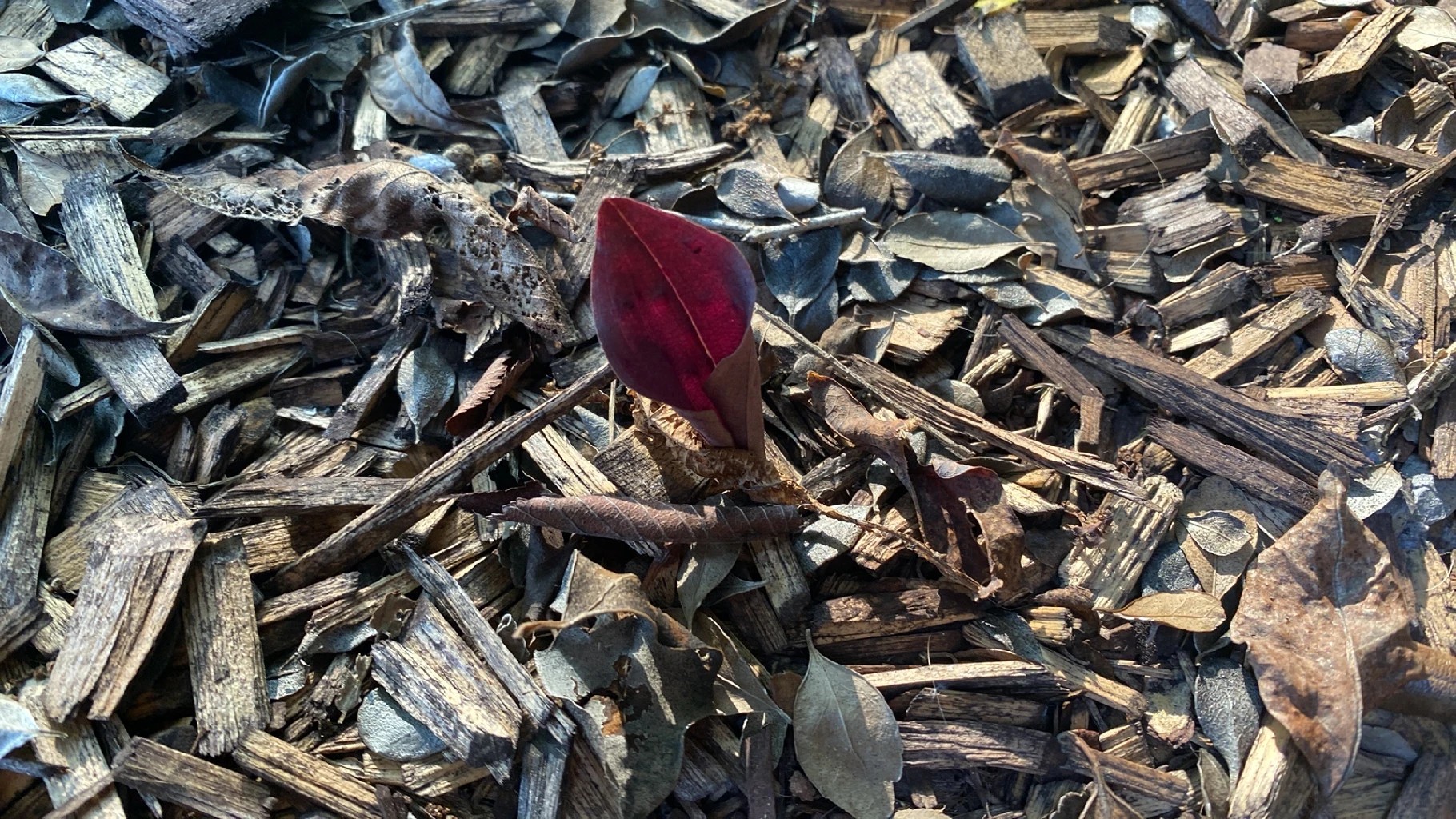 Crippled Cranefly (Tipularia discolor) Flower, Leaf, Care, Uses ...