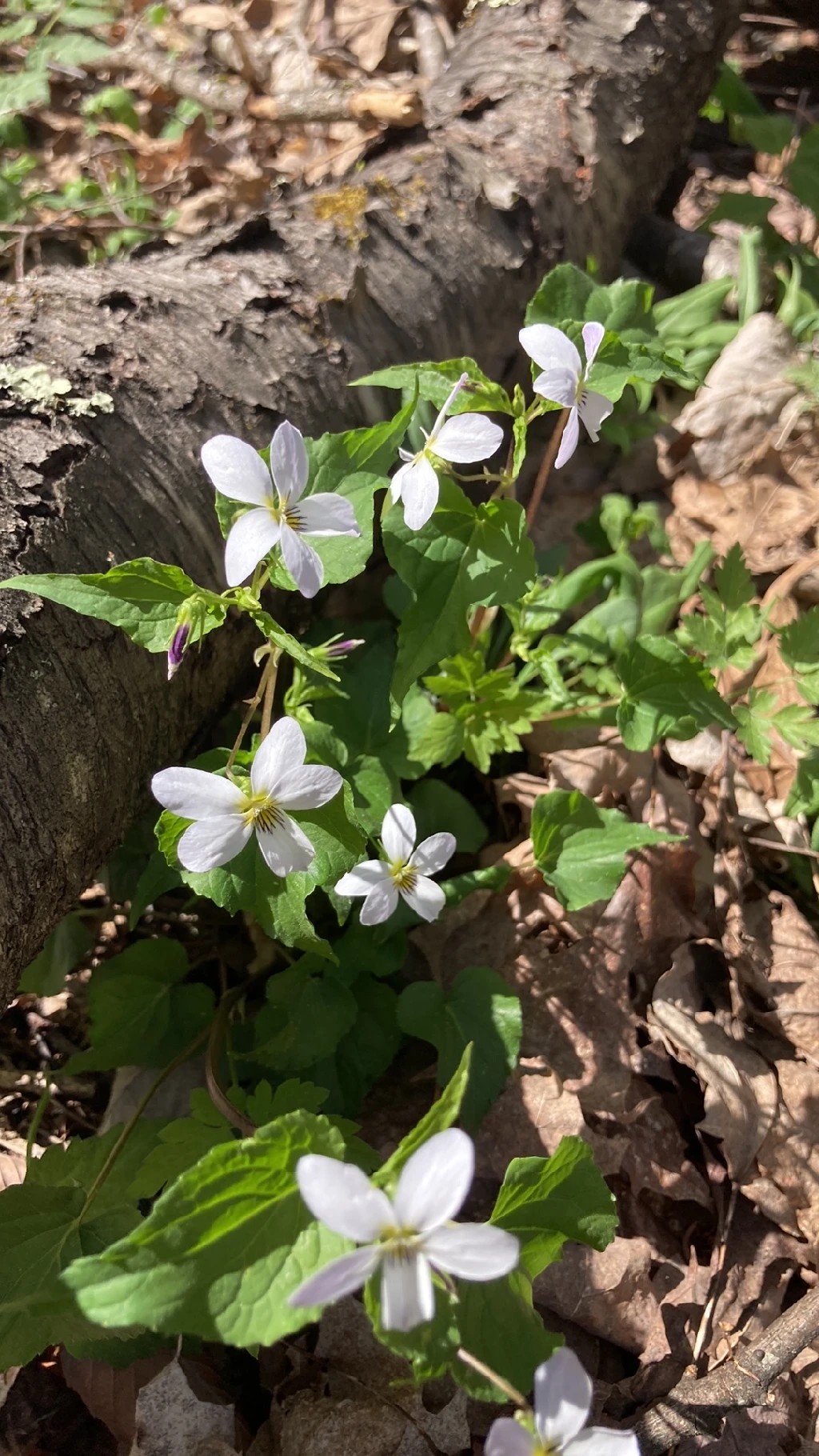 Viola canadensis - PictureThis