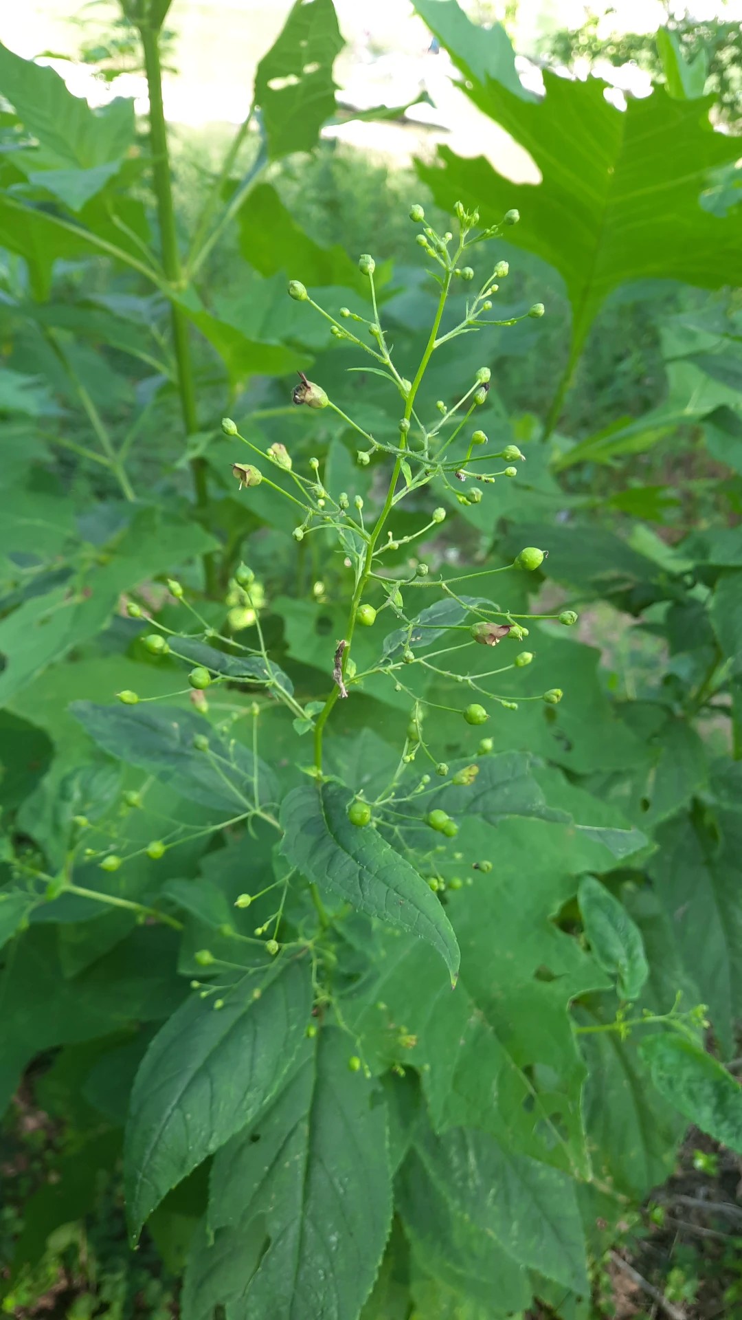Carpenter's square (Scrophularia marilandica) Flower, Leaf, Care, Uses ...