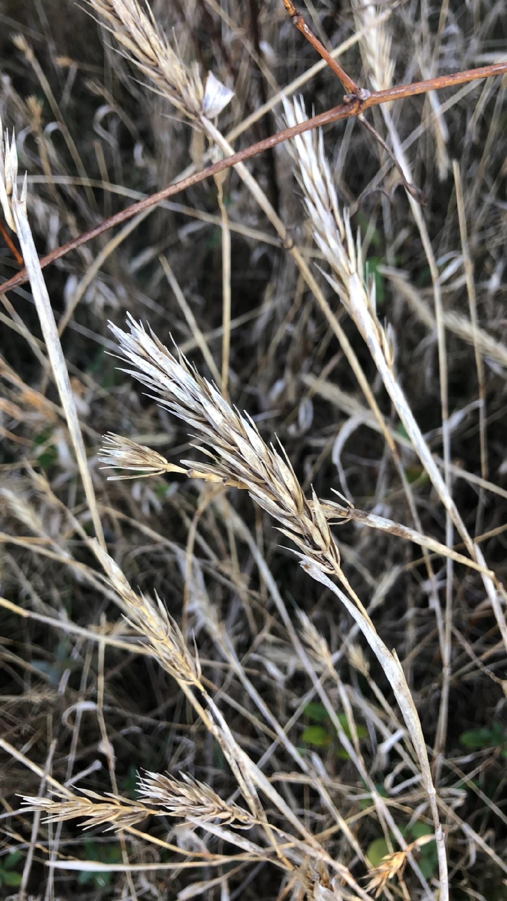 Élyme de virginie (Elymus virginicus) - PictureThis