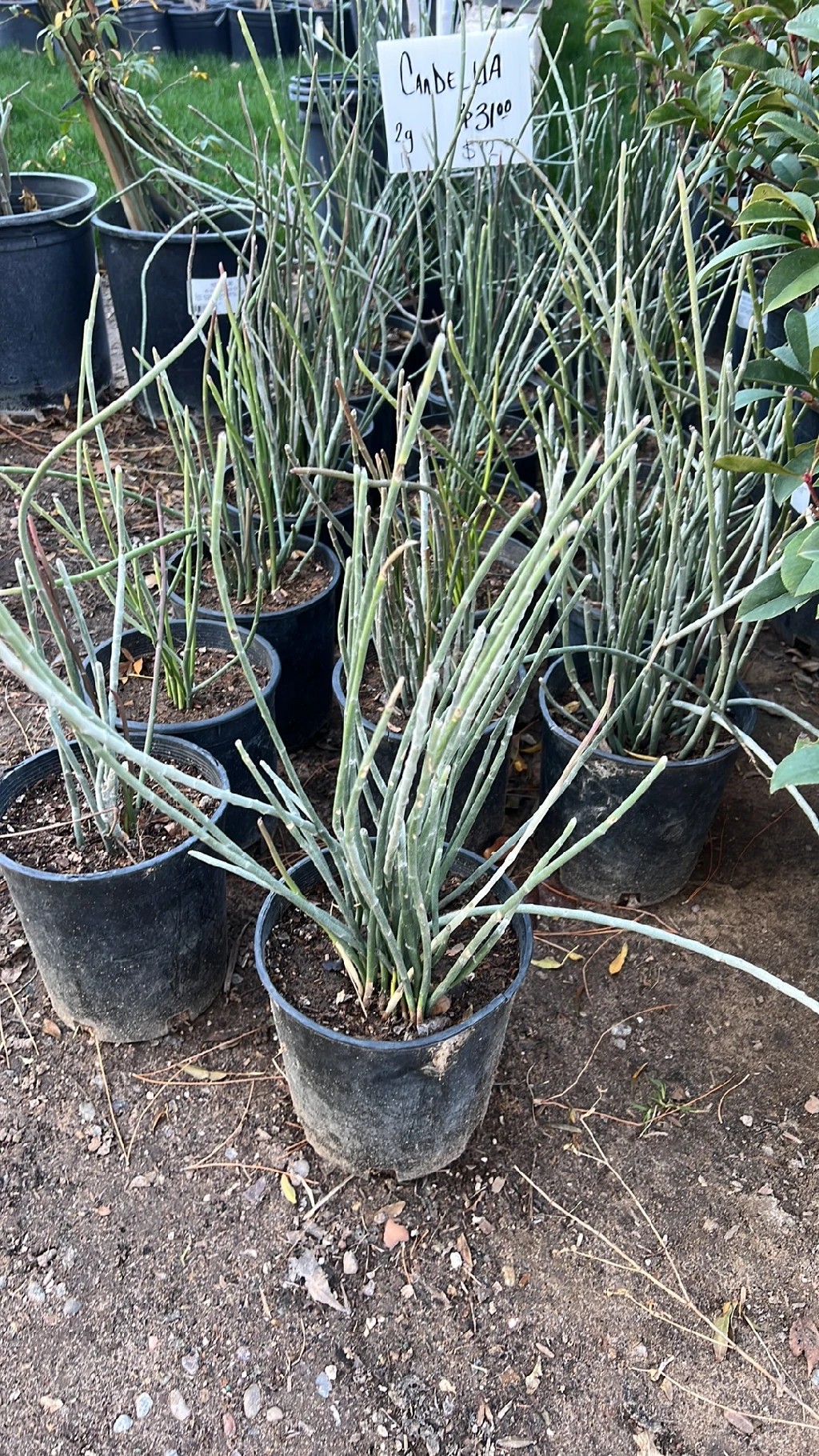 Candelilla (Euphorbia antisyphilitica) - PictureThis
