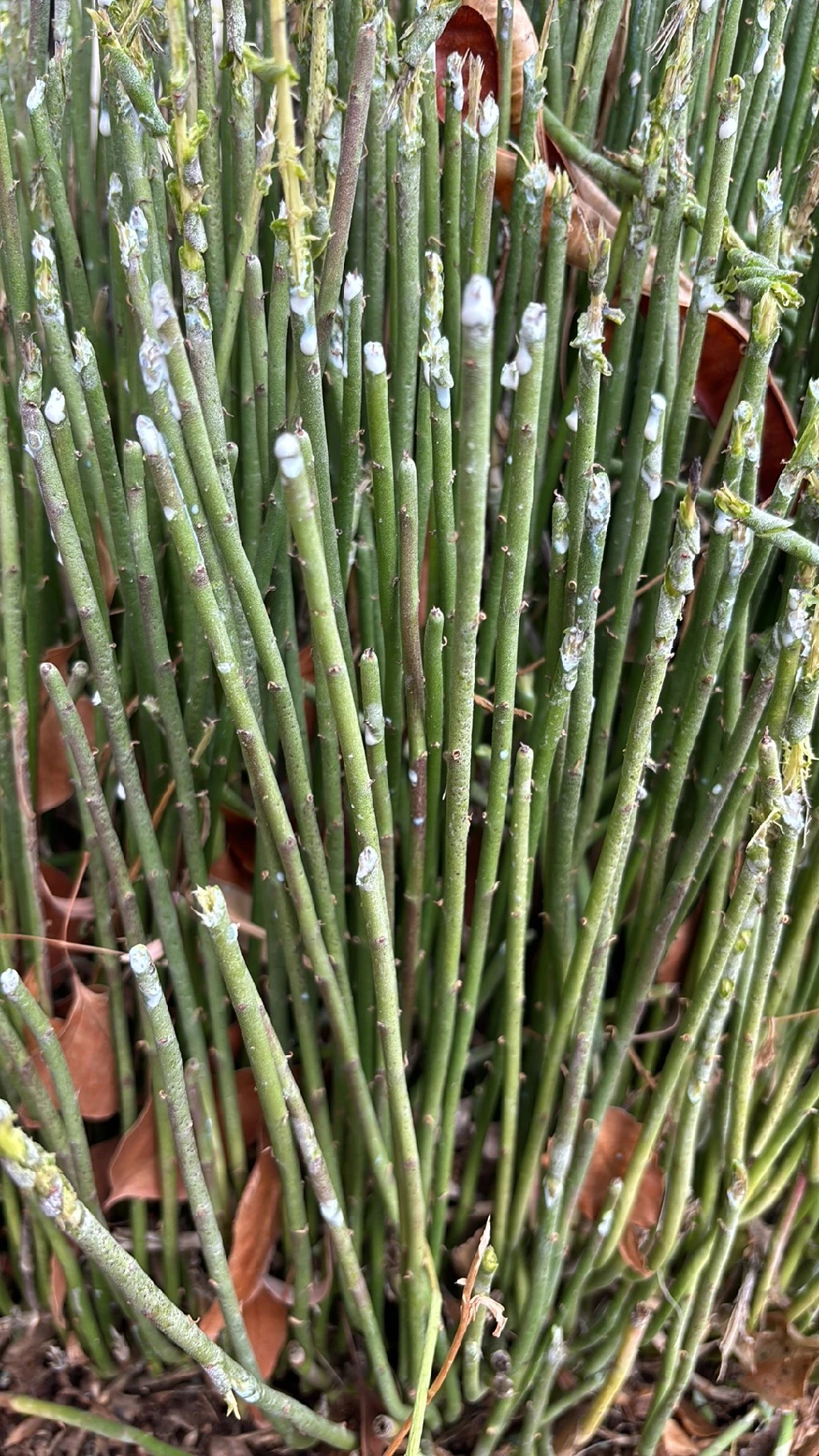 Candelilla (Euphorbia antisyphilitica) - PictureThis