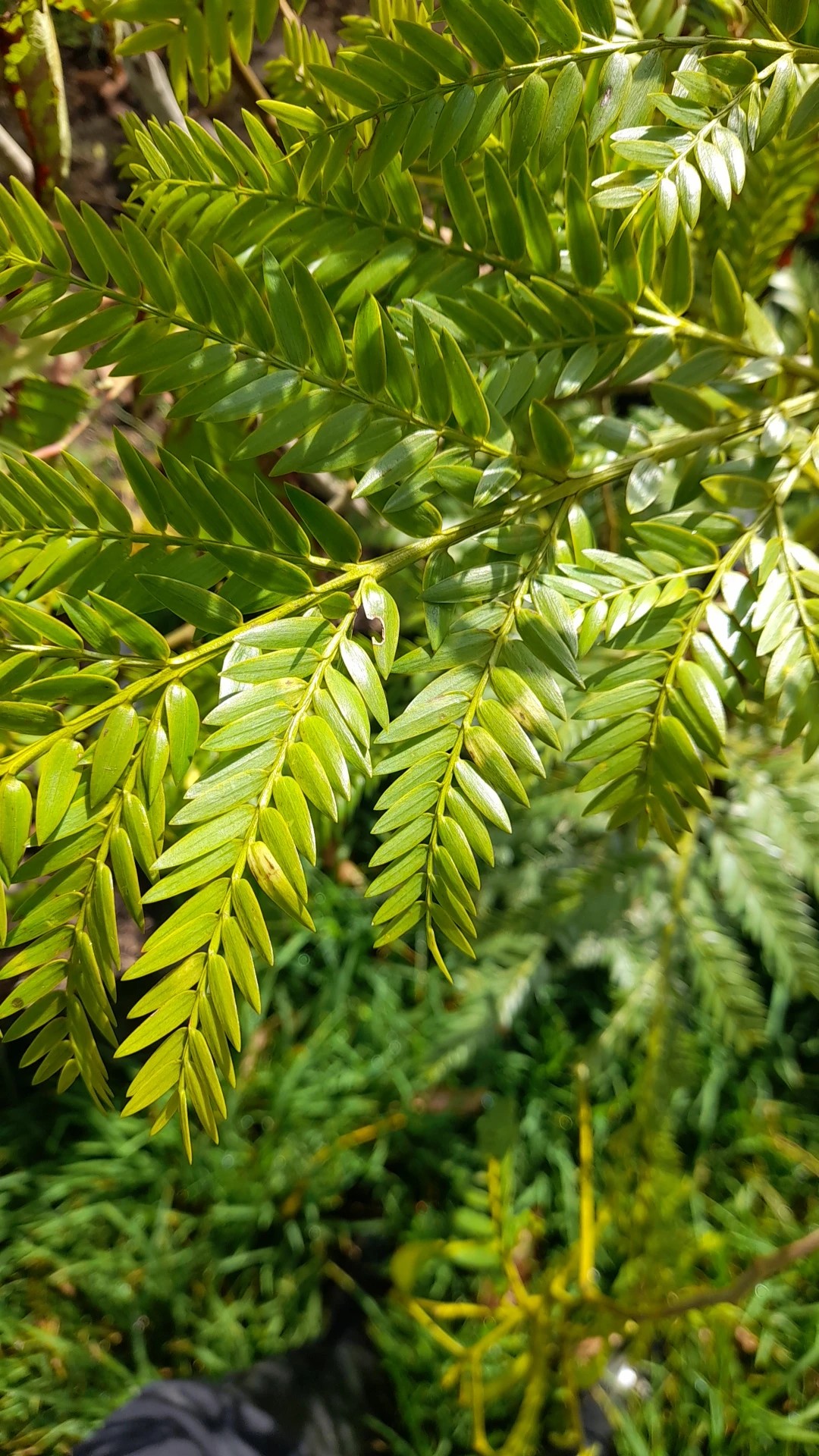 Pino romerón (Retrophyllum rospigliosii) - PictureThis