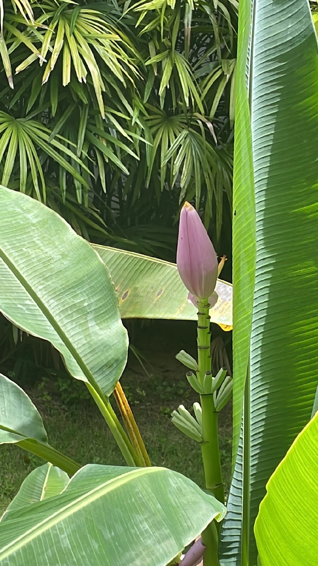 Musa ornata - PictureThis