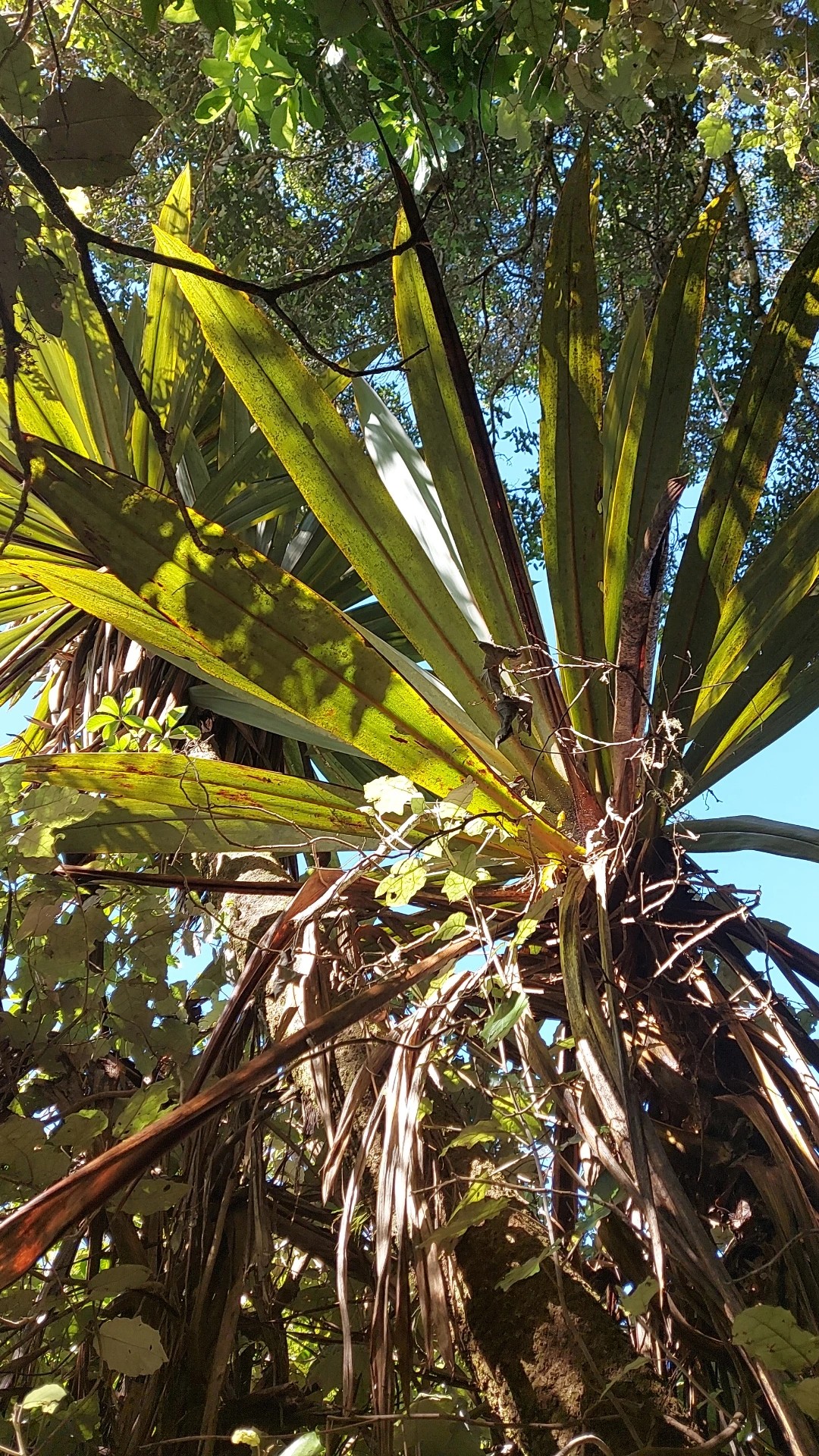 Cordyline indivisa - PictureThis