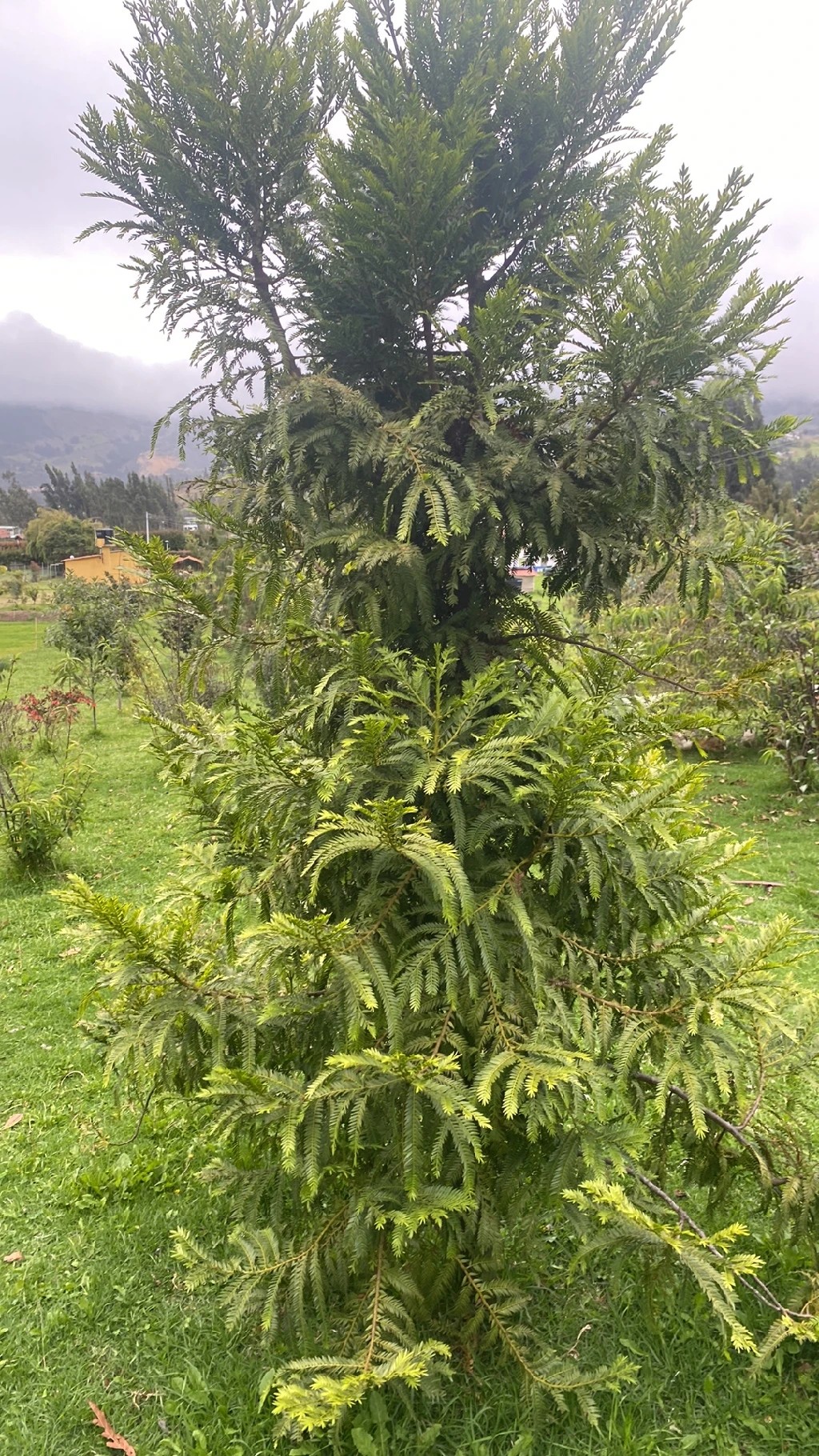 Pino romerón (Retrophyllum rospigliosii) - PictureThis