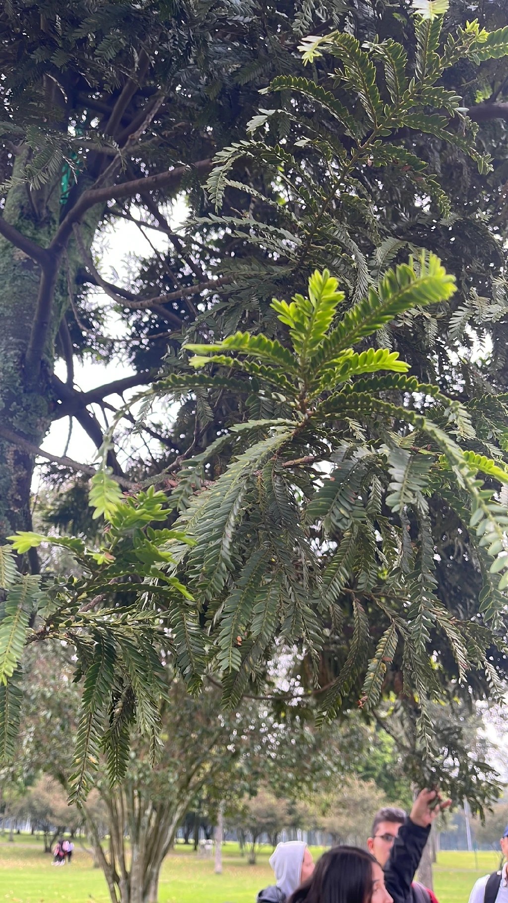 Pino romerón (Retrophyllum rospigliosii) - PictureThis