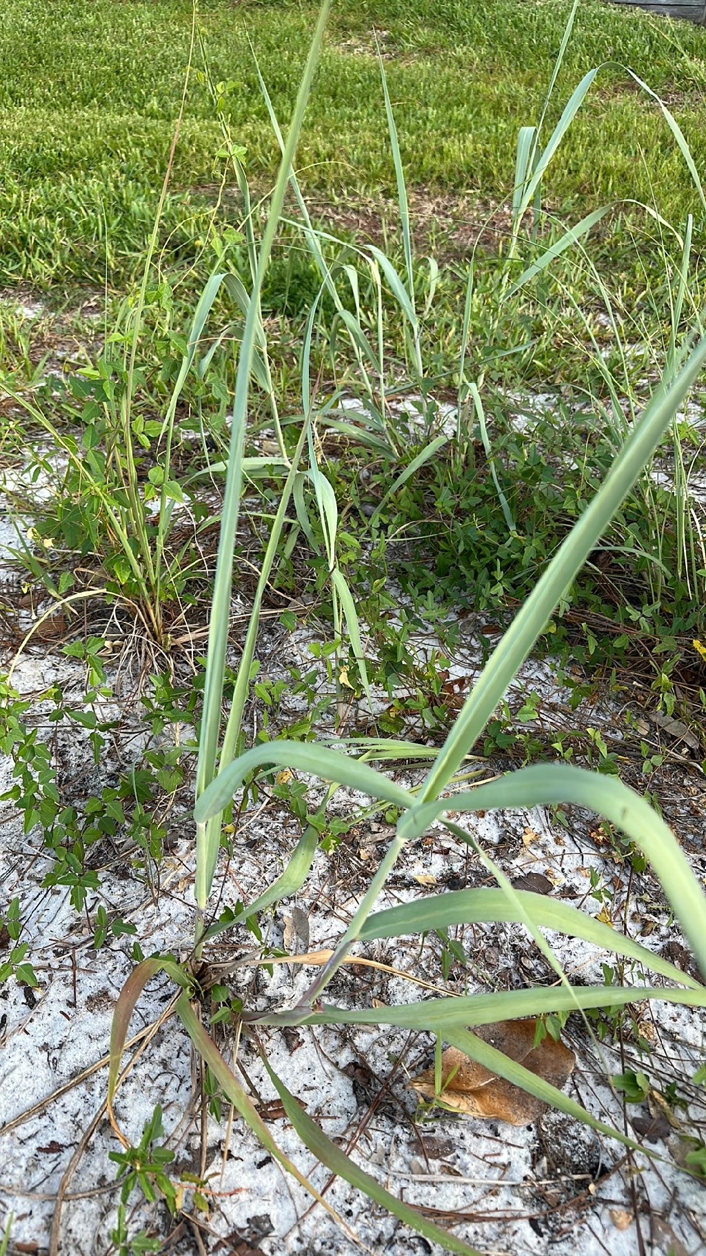 Bitter panicum (Panicum amarum) - PictureThis