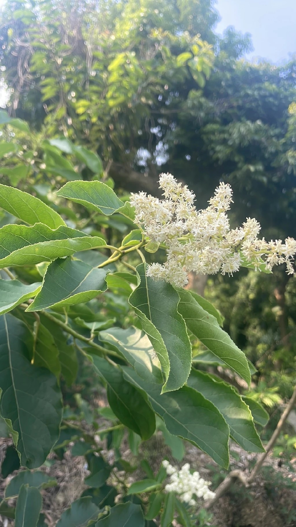 Ehretia acuminata - PictureThis
