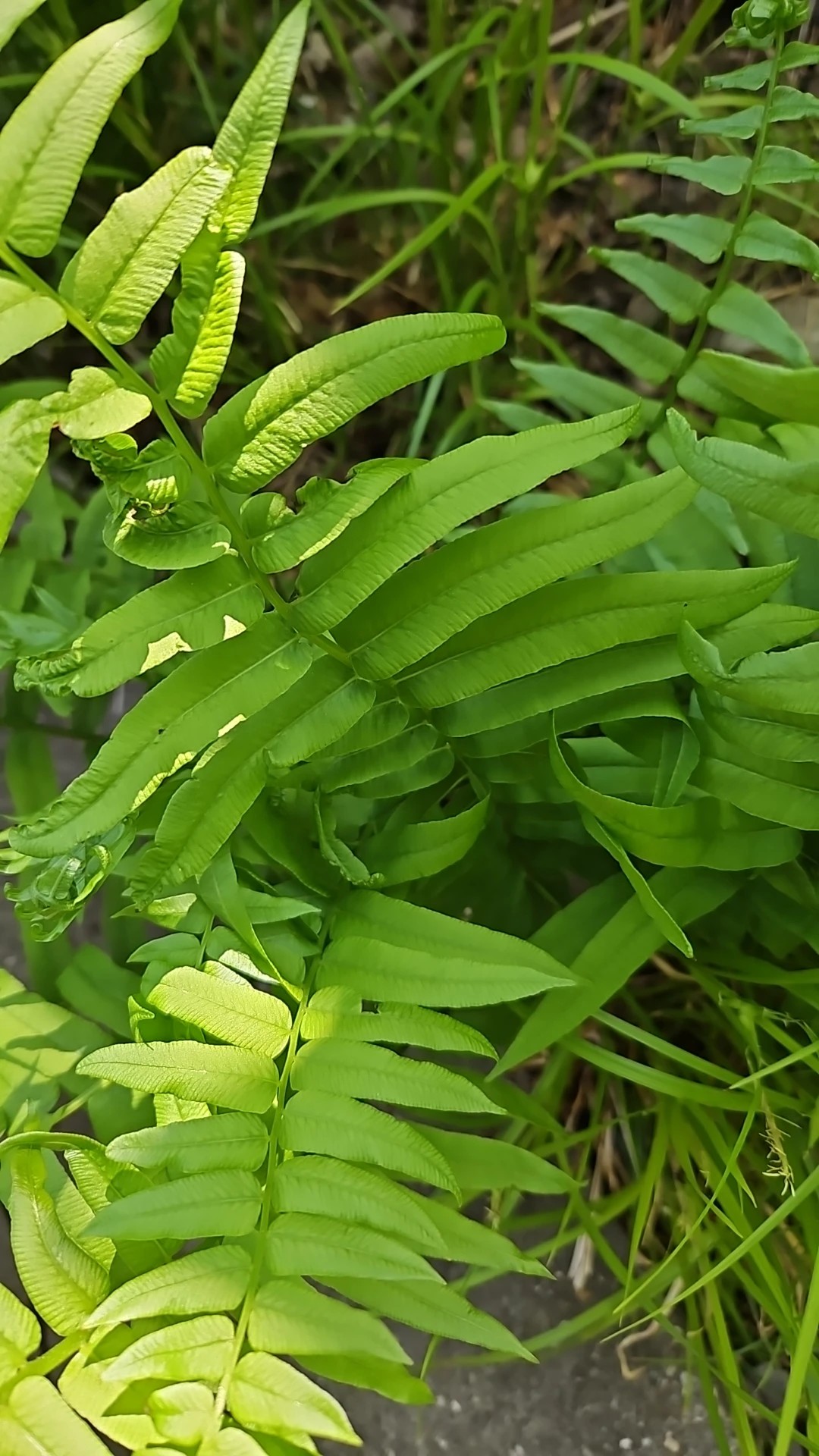 Glade fern (Homalosorus pycnocarpos) Flower, Leaf, Care, Uses - PictureThis