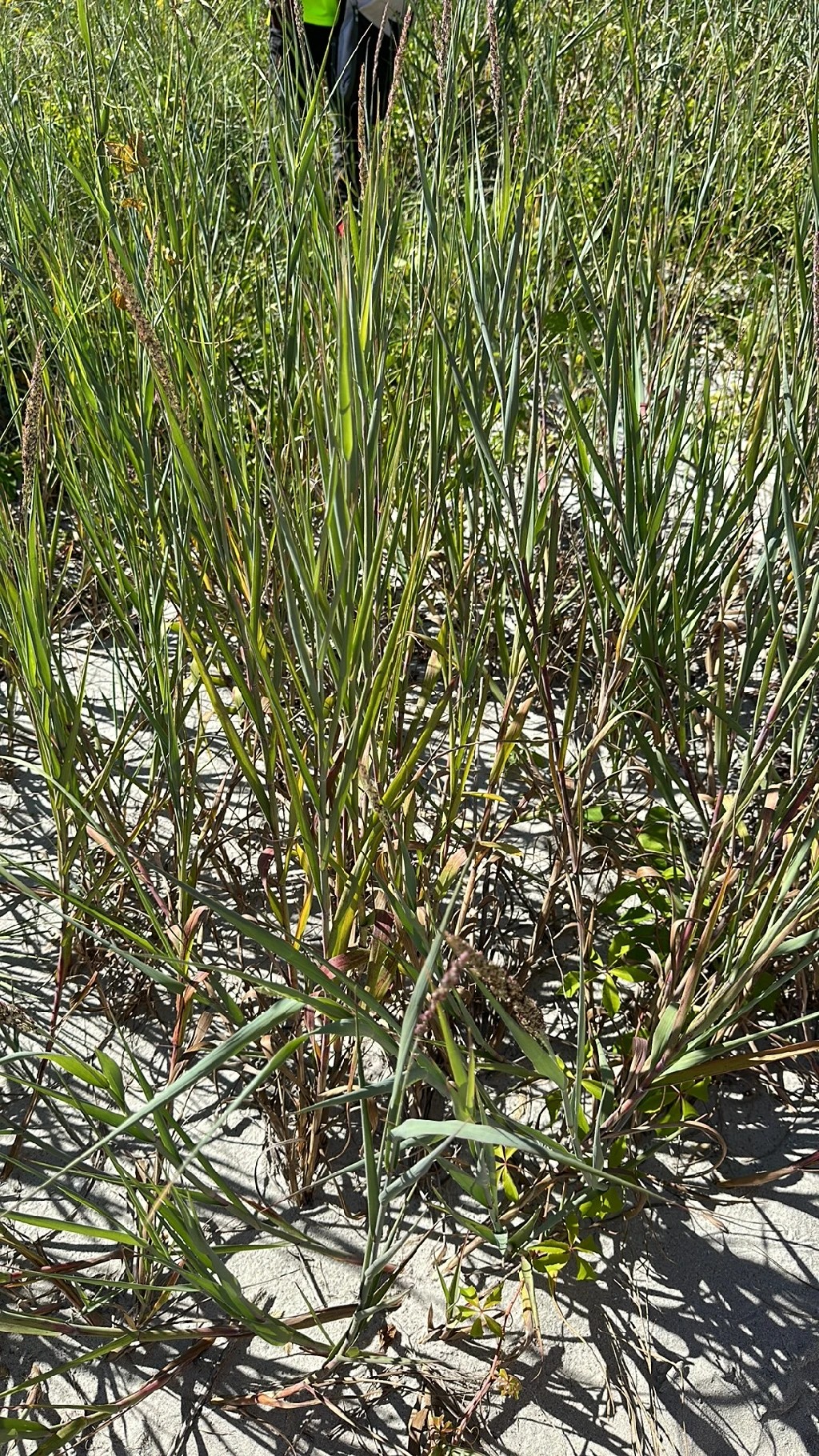 Bitter panicum (Panicum amarum) - PictureThis