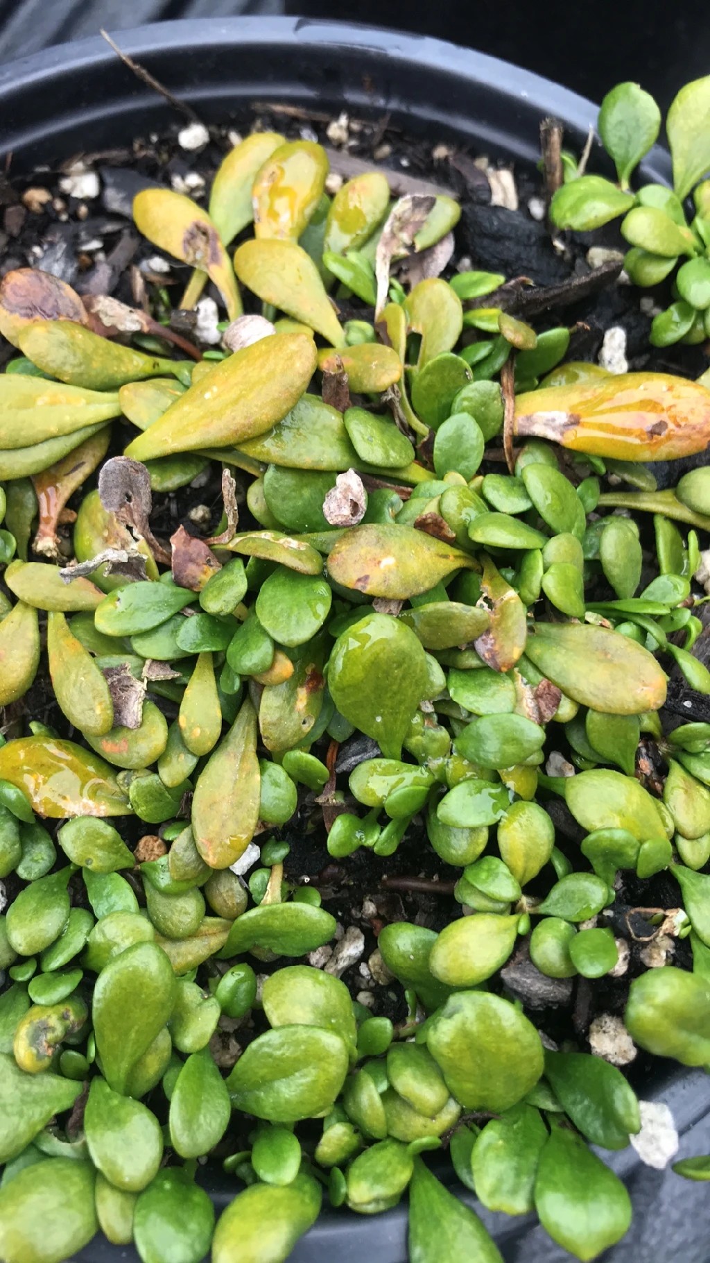 Bonking grass (Selliera radicans) Flower, Leaf, Care, Uses - PictureThis