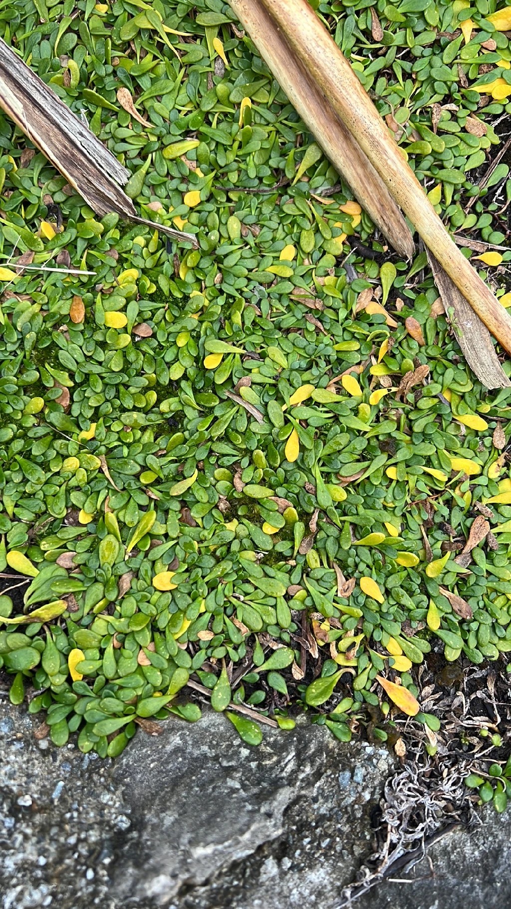 Bonking grass (Selliera radicans) Flower, Leaf, Care, Uses - PictureThis