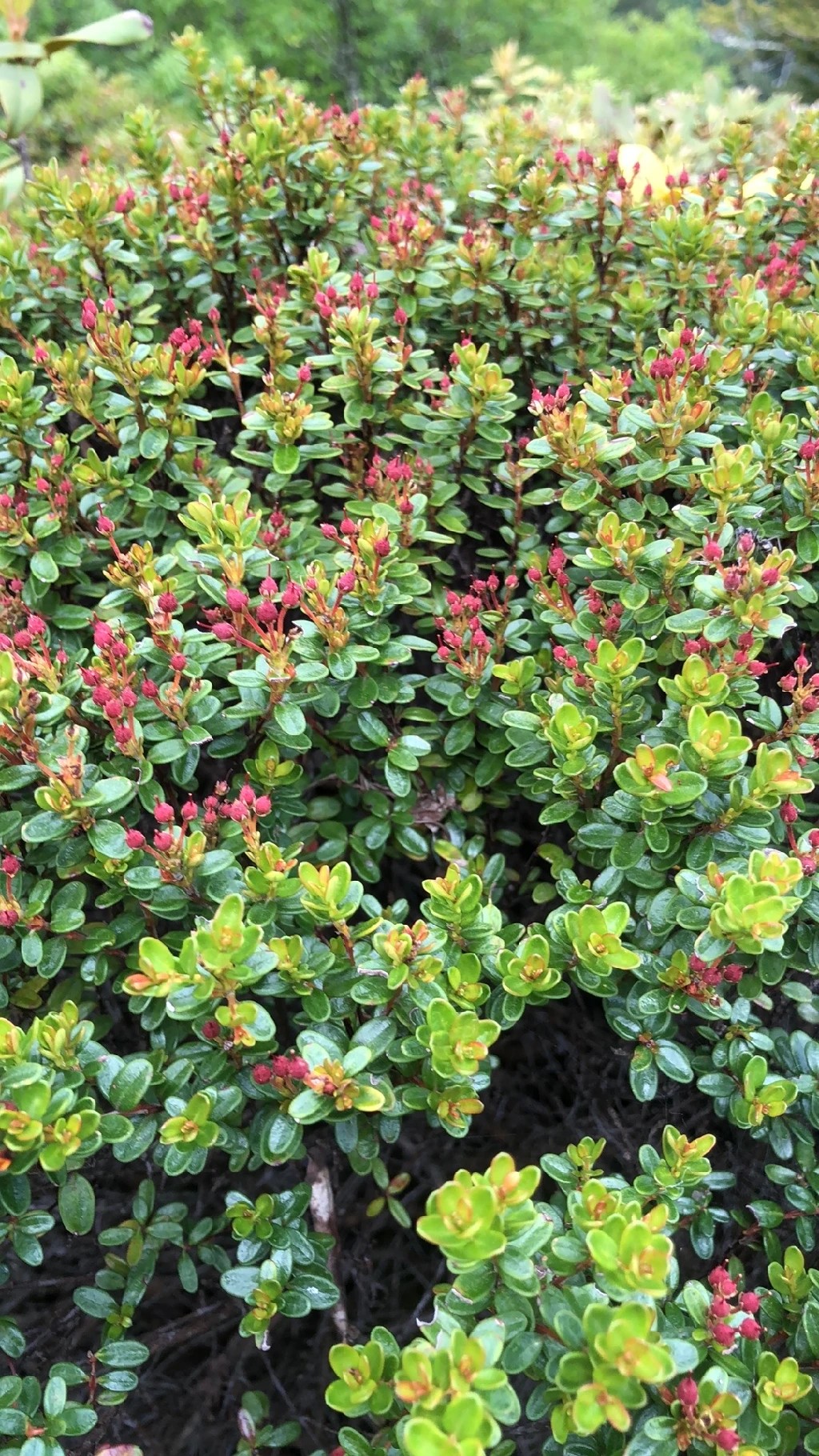 Kalmia buxifolia - PictureThis