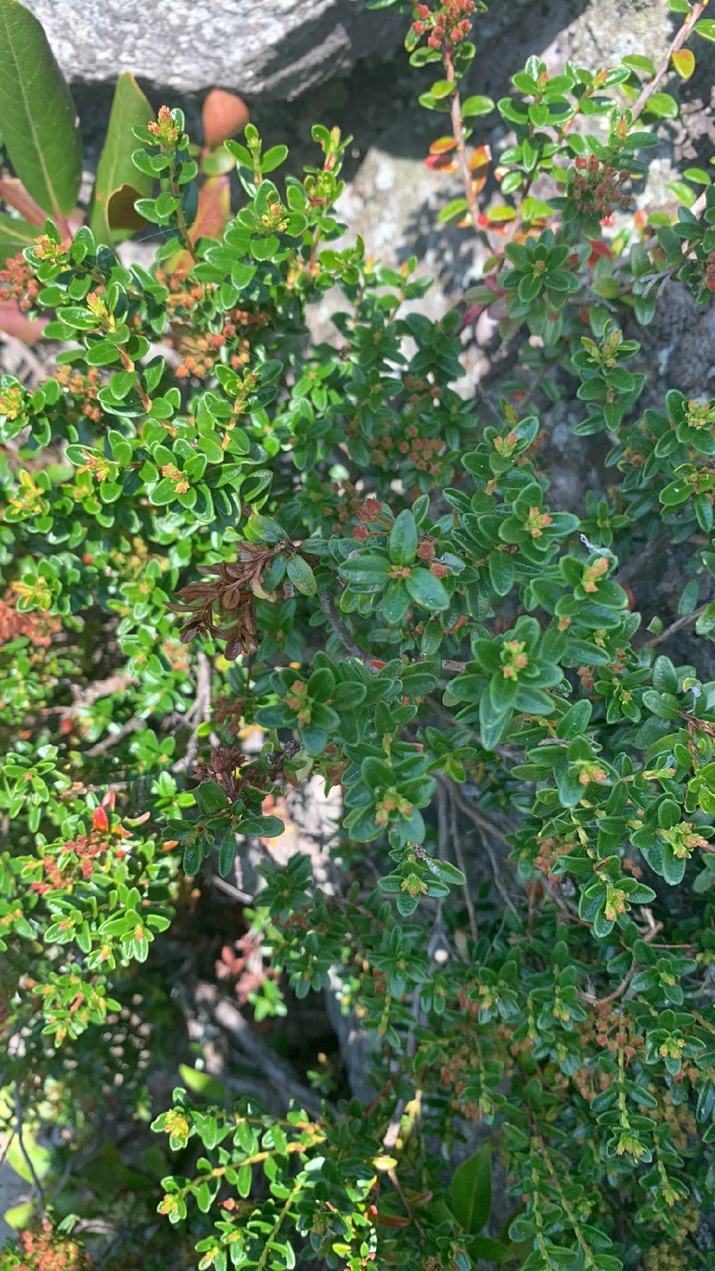 Sand-Myrtle (Kalmia buxifolia) Flower, Leaf, Care, Uses - PictureThis