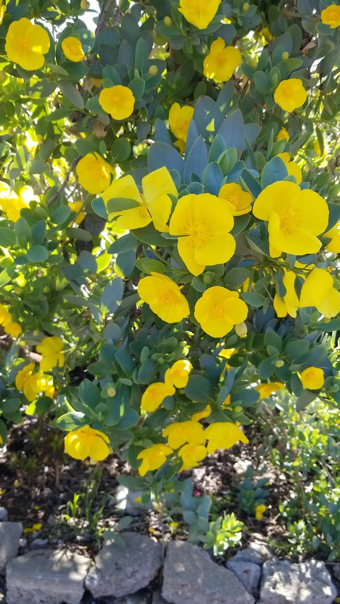 Dendromecon harfordii 照顧，種植，繁殖，開花時間 - PictureThis