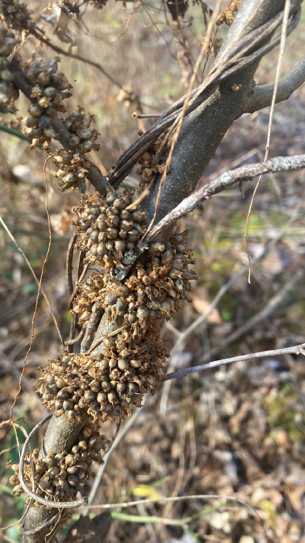 Cuscuta compacta 照顧，種植，繁殖，開花時間 - PictureThis
