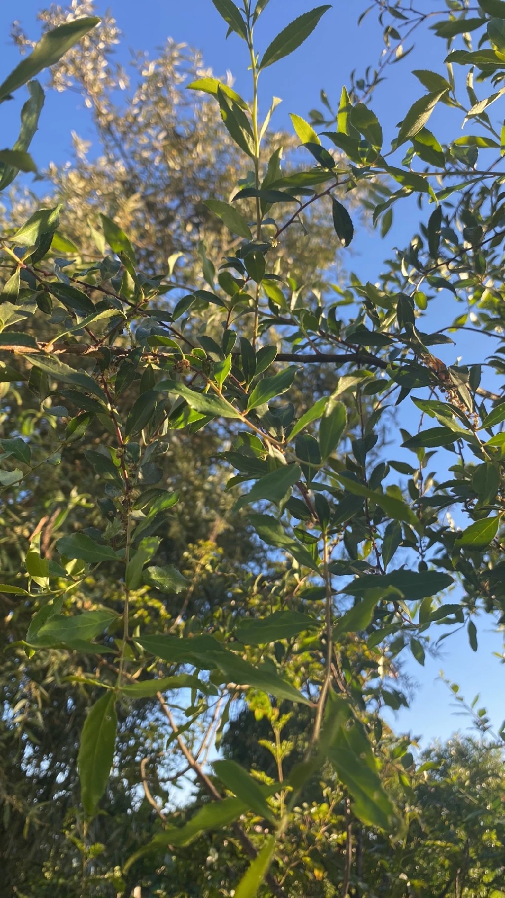 Maitén Cuidados (Plantando, Fertilizantes, Enfermedades) - PictureThis