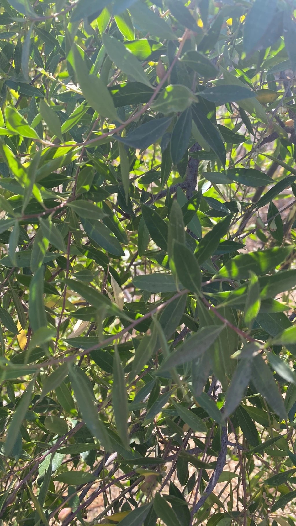 Maitén Cuidados (Plantando, Fertilizantes, Enfermedades) - PictureThis