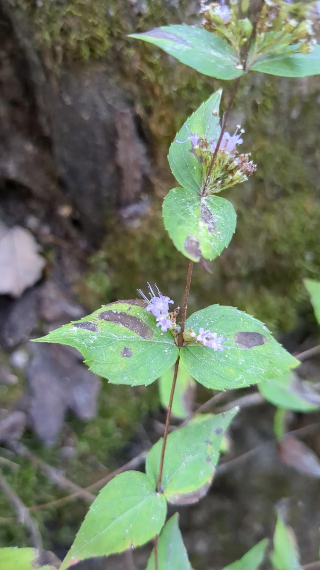 Common dittany (Cunila origanoides) Flower, Leaf, Care, Uses - PictureThis